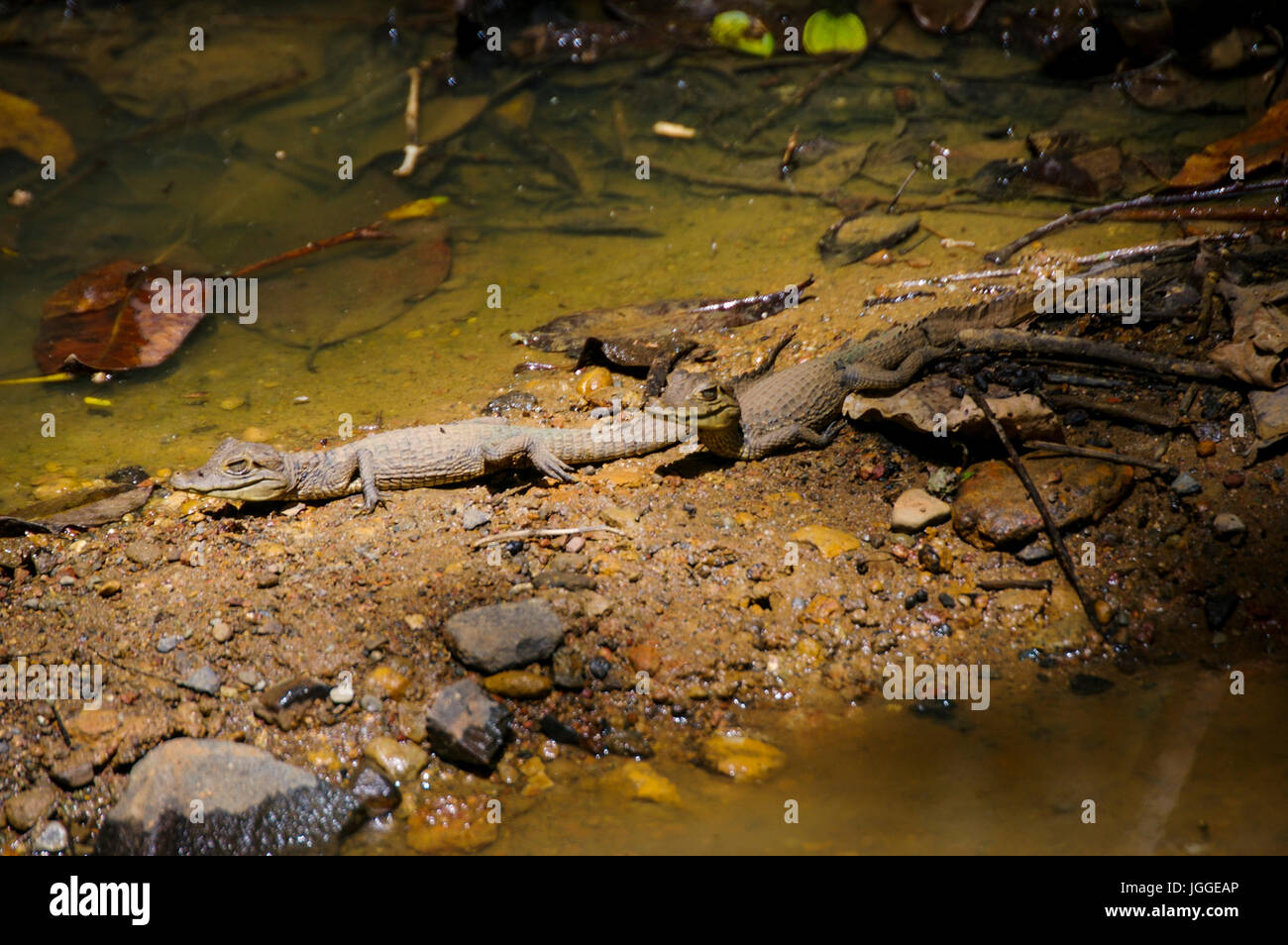 Baby caiman hi-res stock photography and images - Alamy