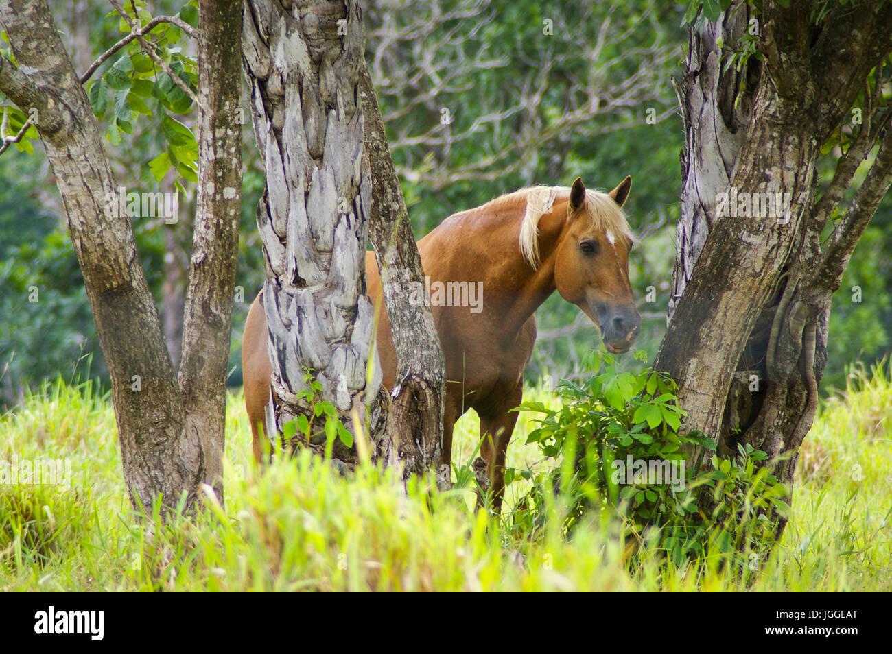 Brown horse behind a tree in high grass image taken country side Stock ...