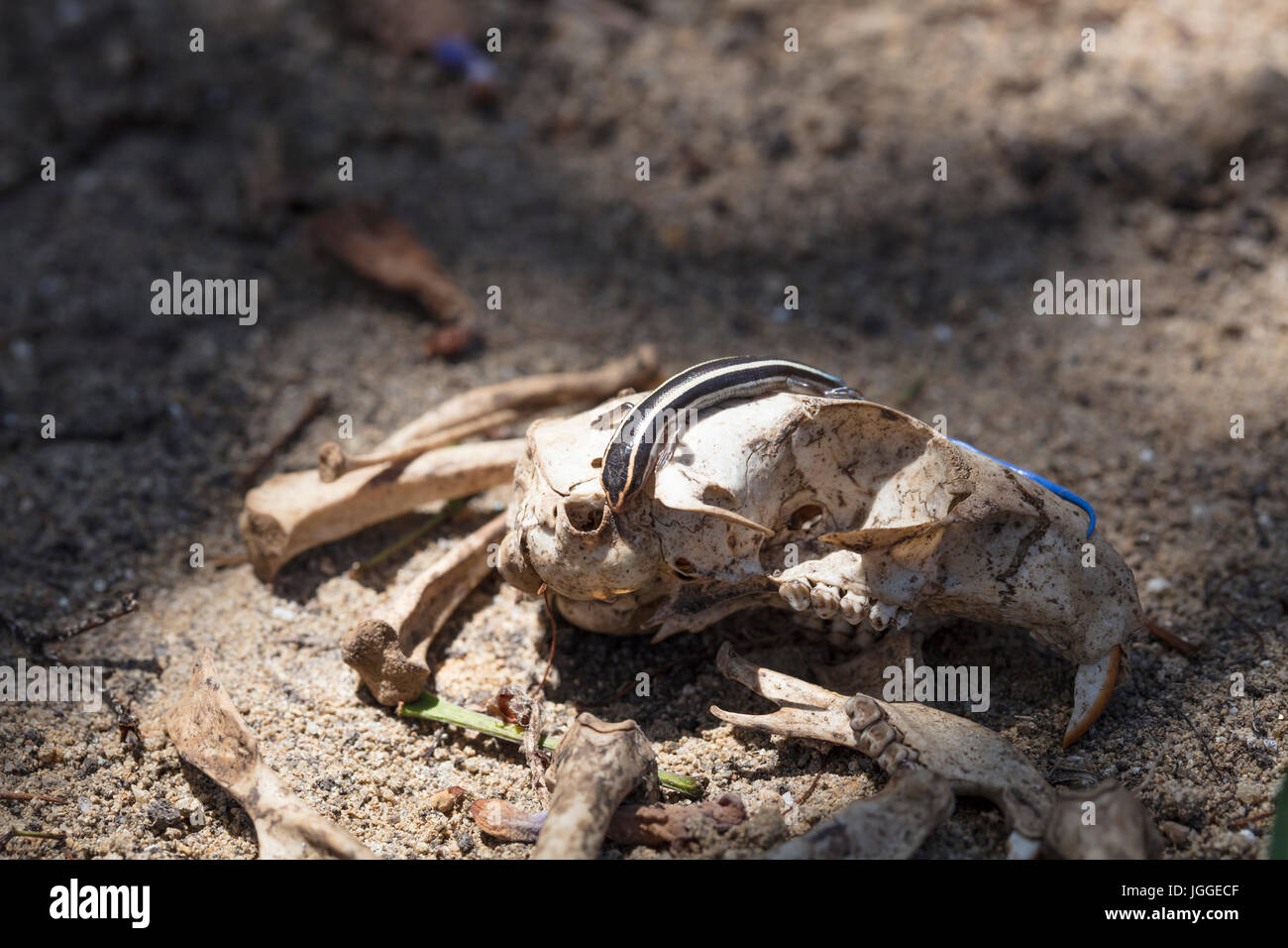 Reptile skull hi-res stock photography and images - Alamy