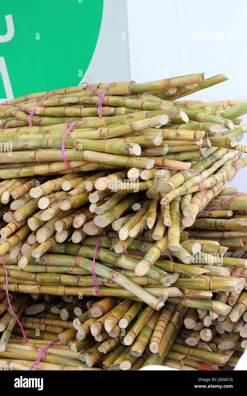 Freshly harvested sugar cane hi-res stock photography and images - Alamy