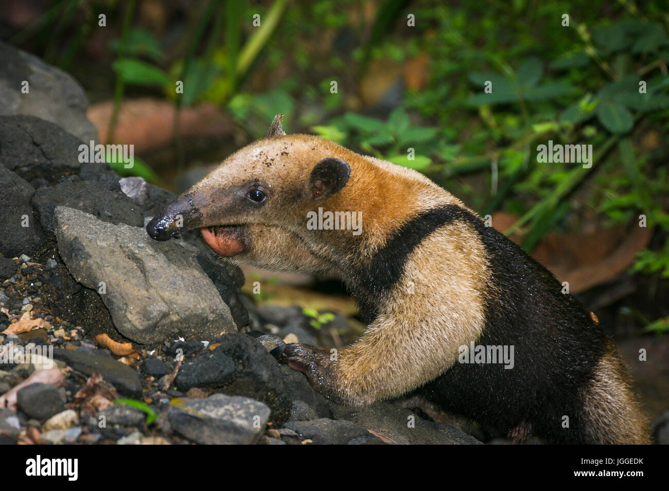 Northern Tamandua wildlife image taken in Panama Stock Photo - Alamy