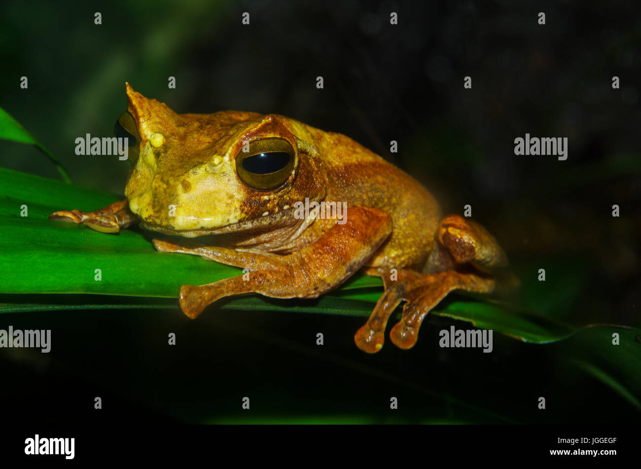 Horned marsupial frog hi-res stock photography and images - Alamy