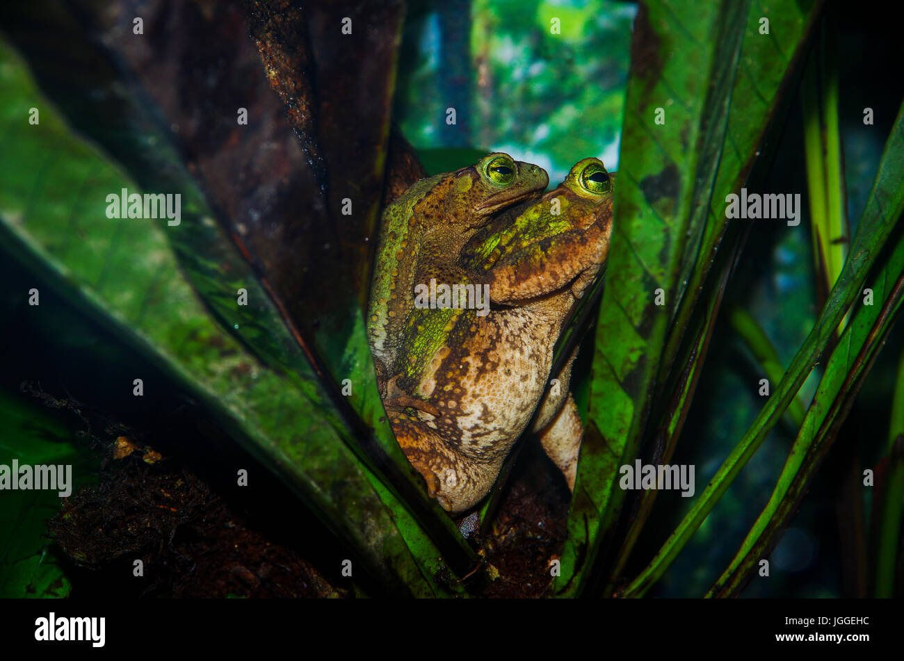Panama frogs hi-res stock photography and images - Alamy