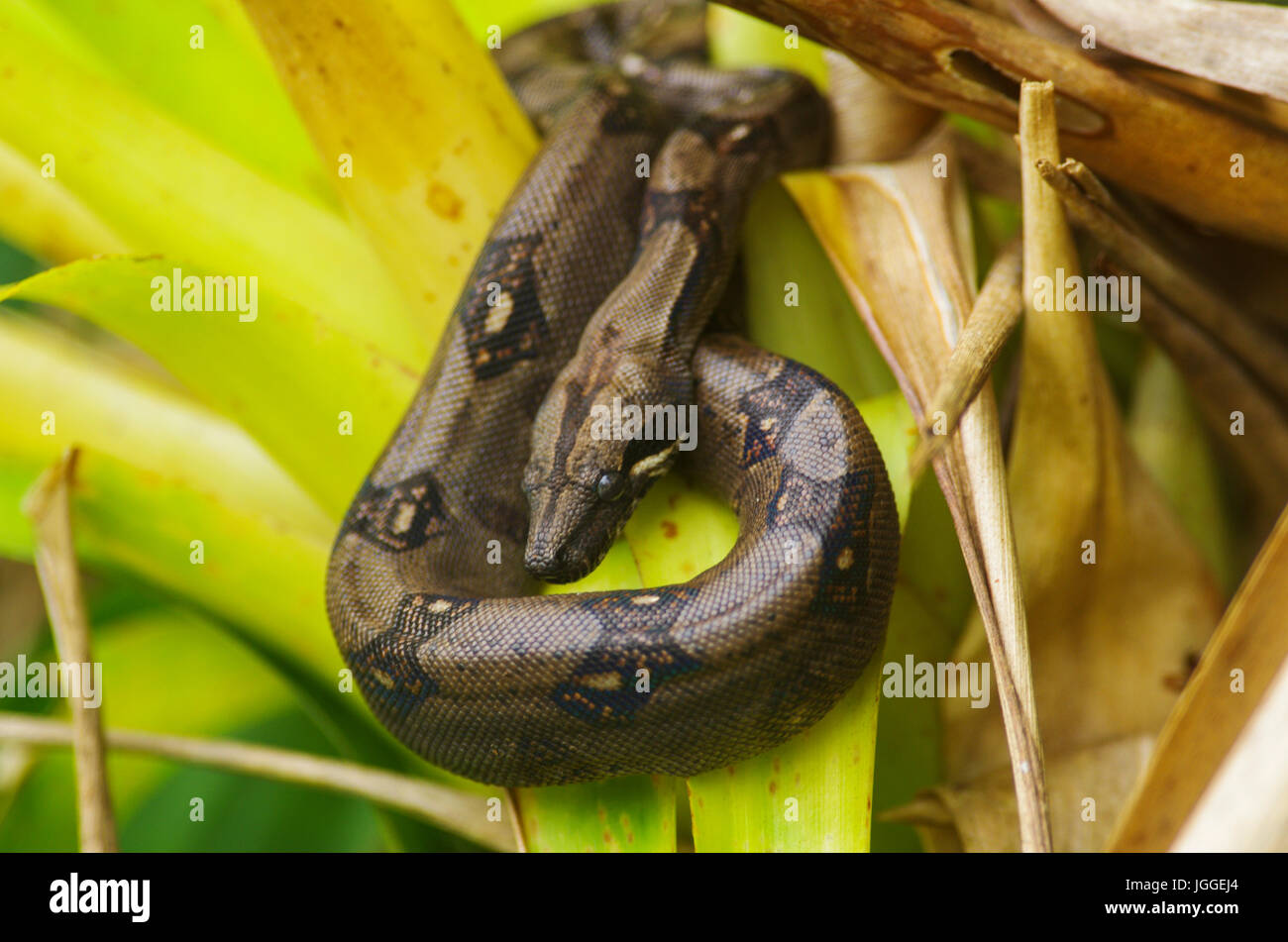 Constrictor prey hi-res stock photography and images - Alamy
