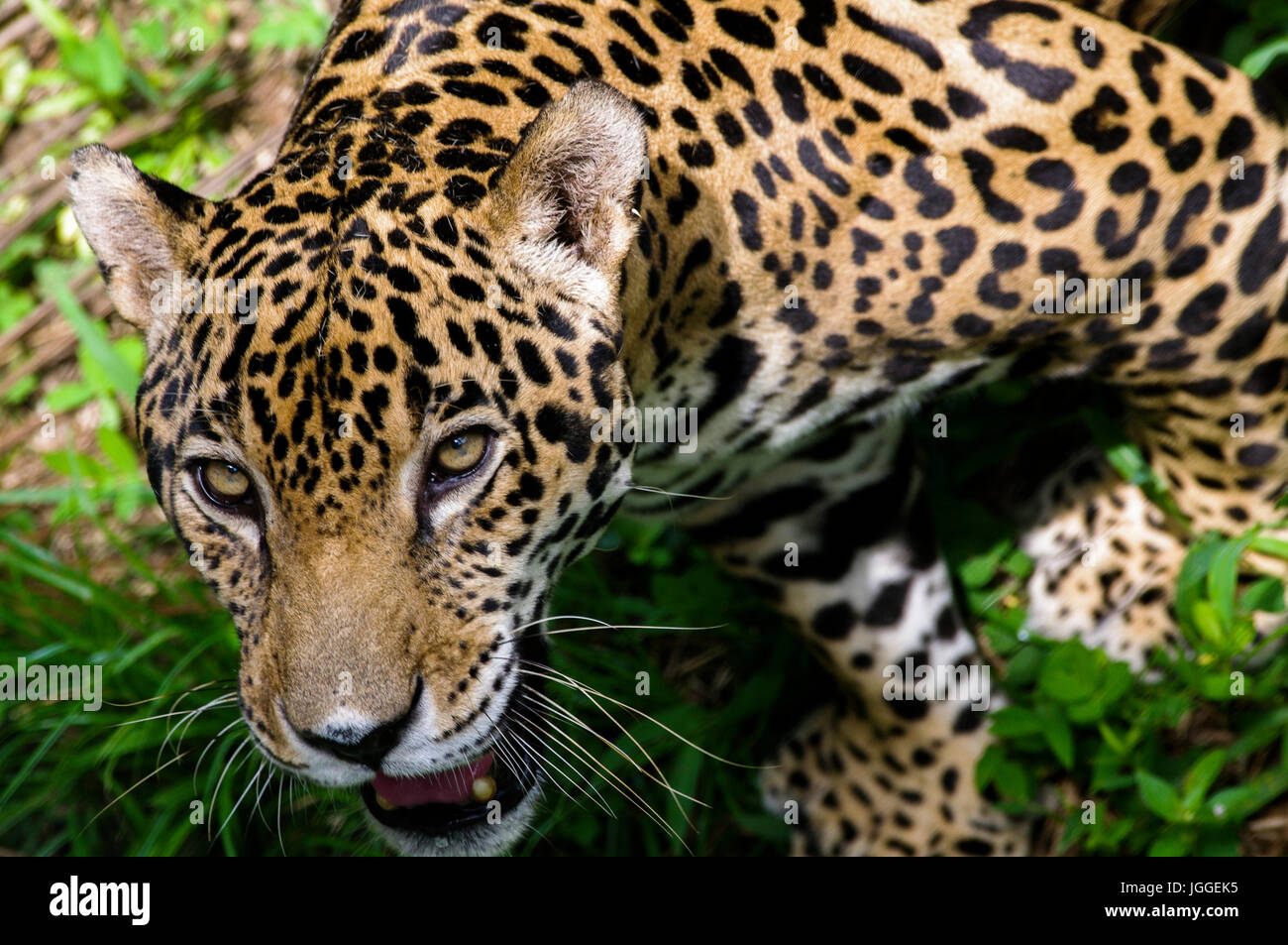 Big wild cat jaguar Panthera onca wildlife image taken in Panama Stock ...