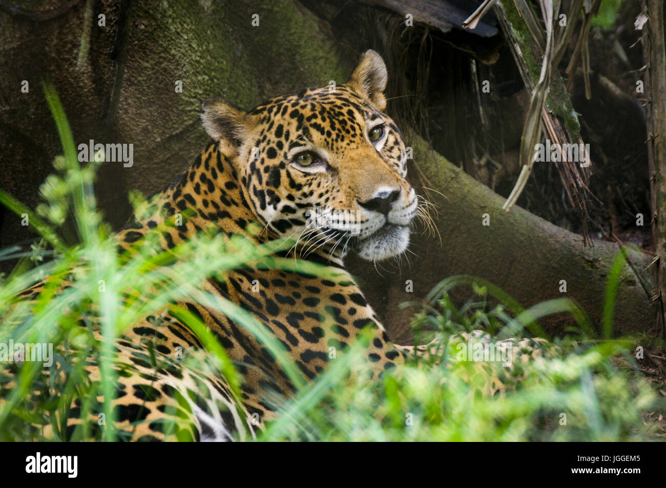 Big wild cat jaguar Panthera onca wildlife image taken in Panama Stock ...