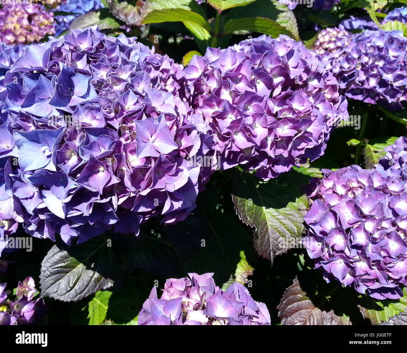 Purple Hydrangea Clusters Stock Photo - Alamy