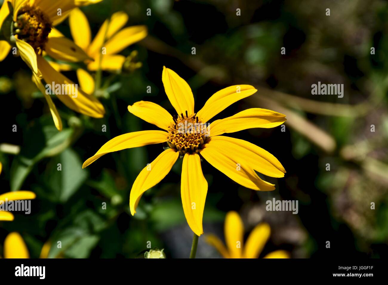 Common yellow daisy hi-res stock photography and images - Alamy