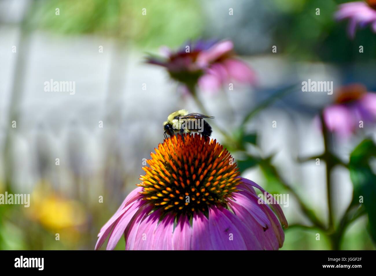 Bumblebee pollinating a flower Stock Photo - Alamy