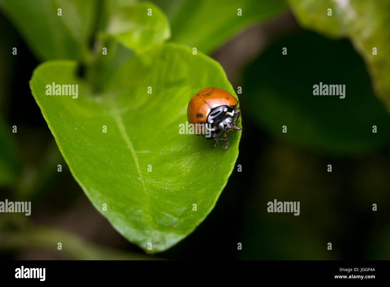 Brown ladybug close up walking on a tree leaf Stock Photo - Alamy