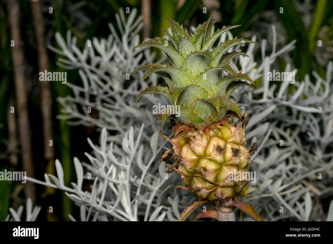 Small and beautiful pineapple growing on a garden Stock Photo - Alamy