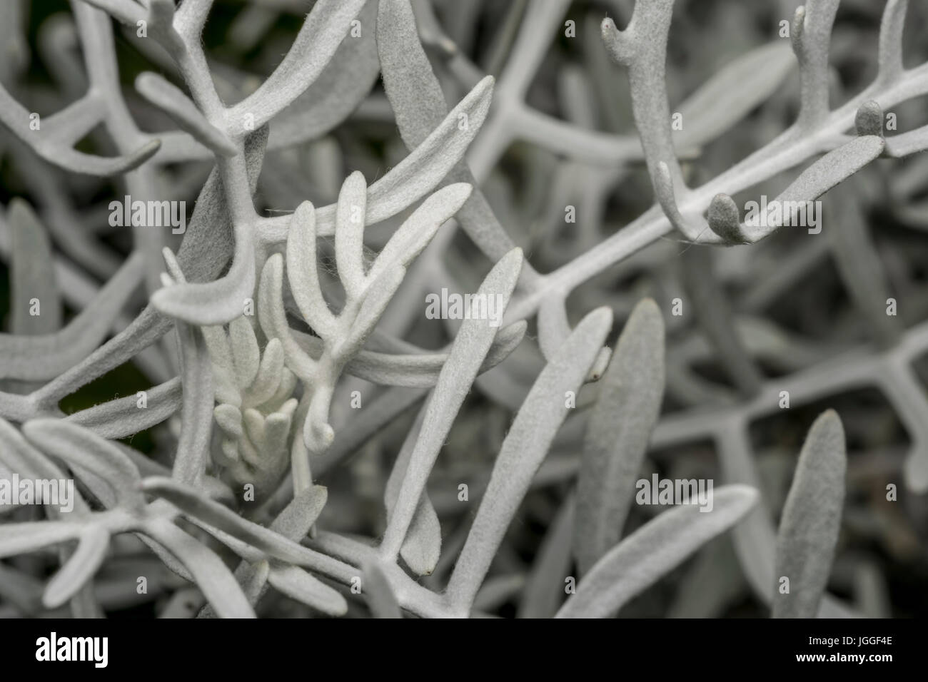 Fuzzy texture hi-res stock photography and images - Alamy