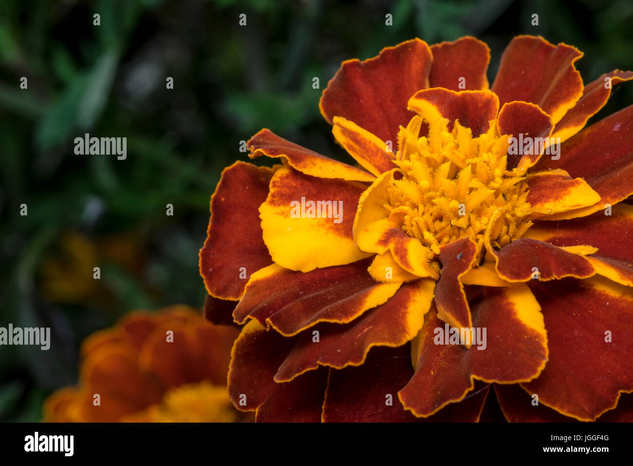 Golden marigold hi-res stock photography and images - Alamy