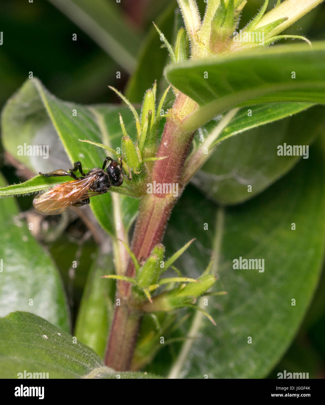 Small black and brown wasp on a green plant Stock Photo - Alamy