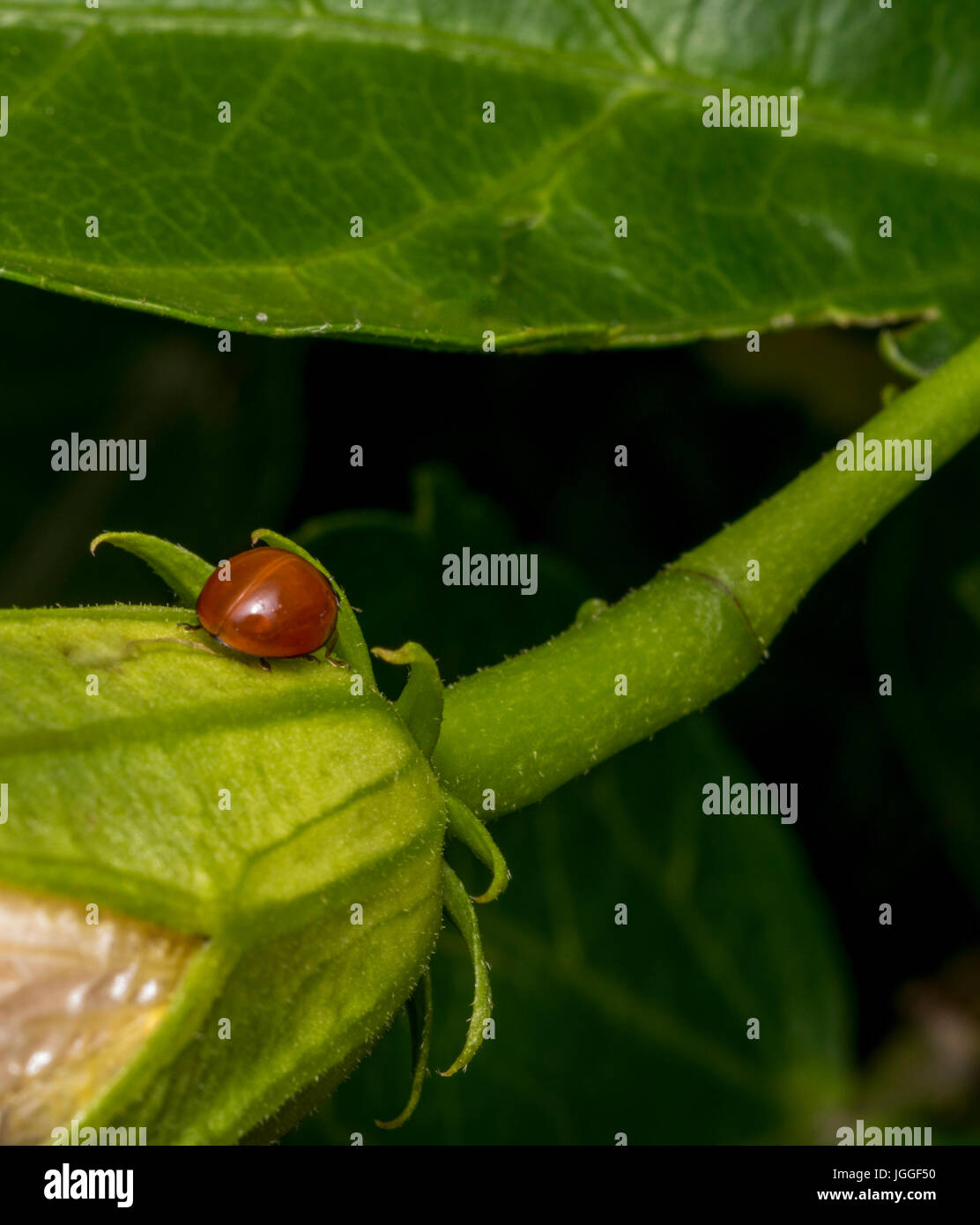 A lonely brown ladybug walking on a plant branch Stock Photo - Alamy