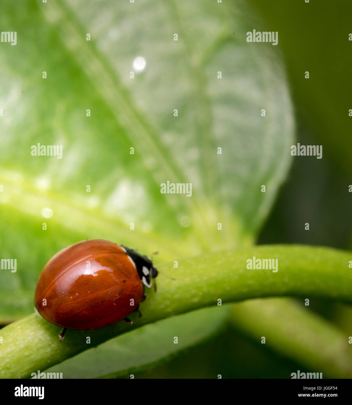 A lonely brown ladybug walking on a plant branch Stock Photo - Alamy
