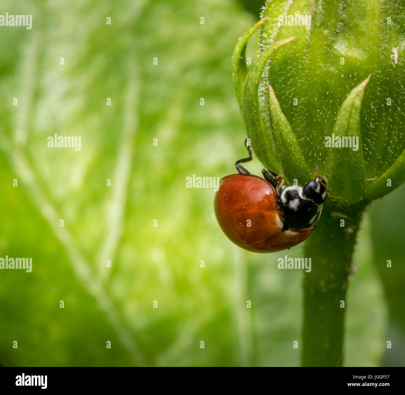 A lonely brown ladybug walking on a plant branch Stock Photo - Alamy