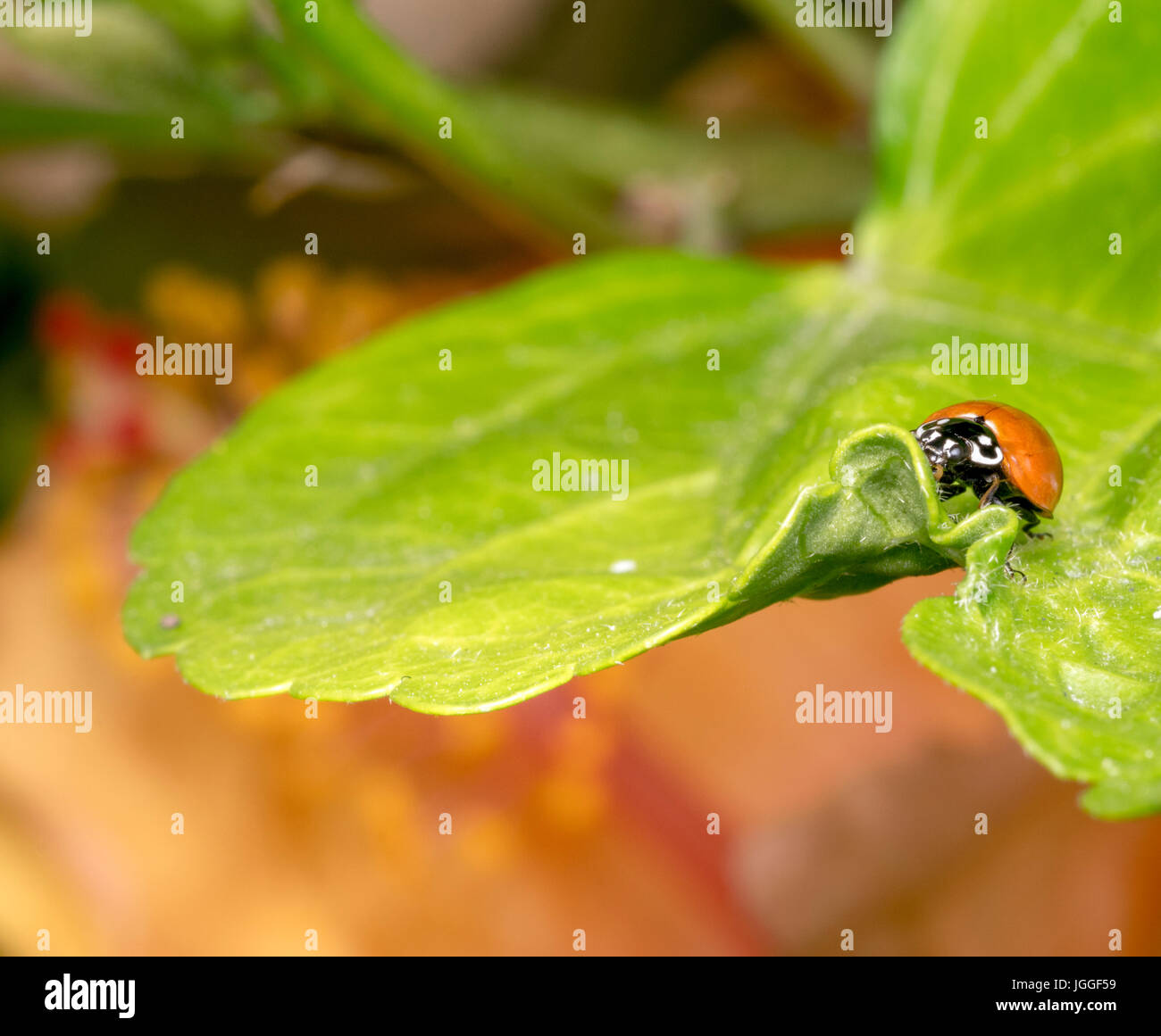 A lonely brown ladybug walking on a plant branch Stock Photo - Alamy