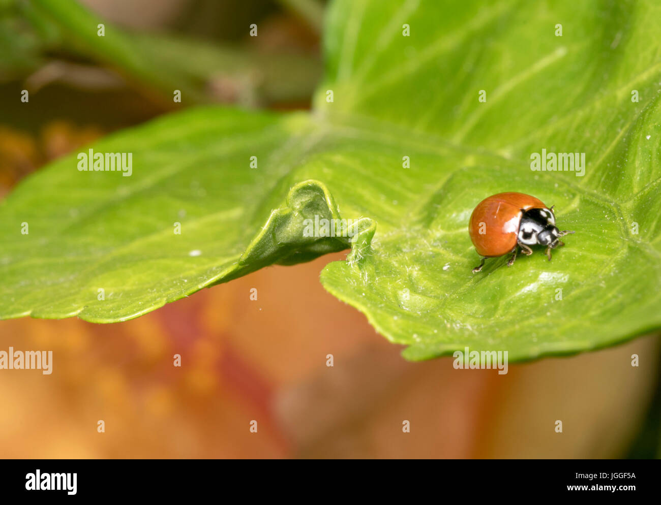 A lonely brown ladybug walking on a plant branch Stock Photo - Alamy