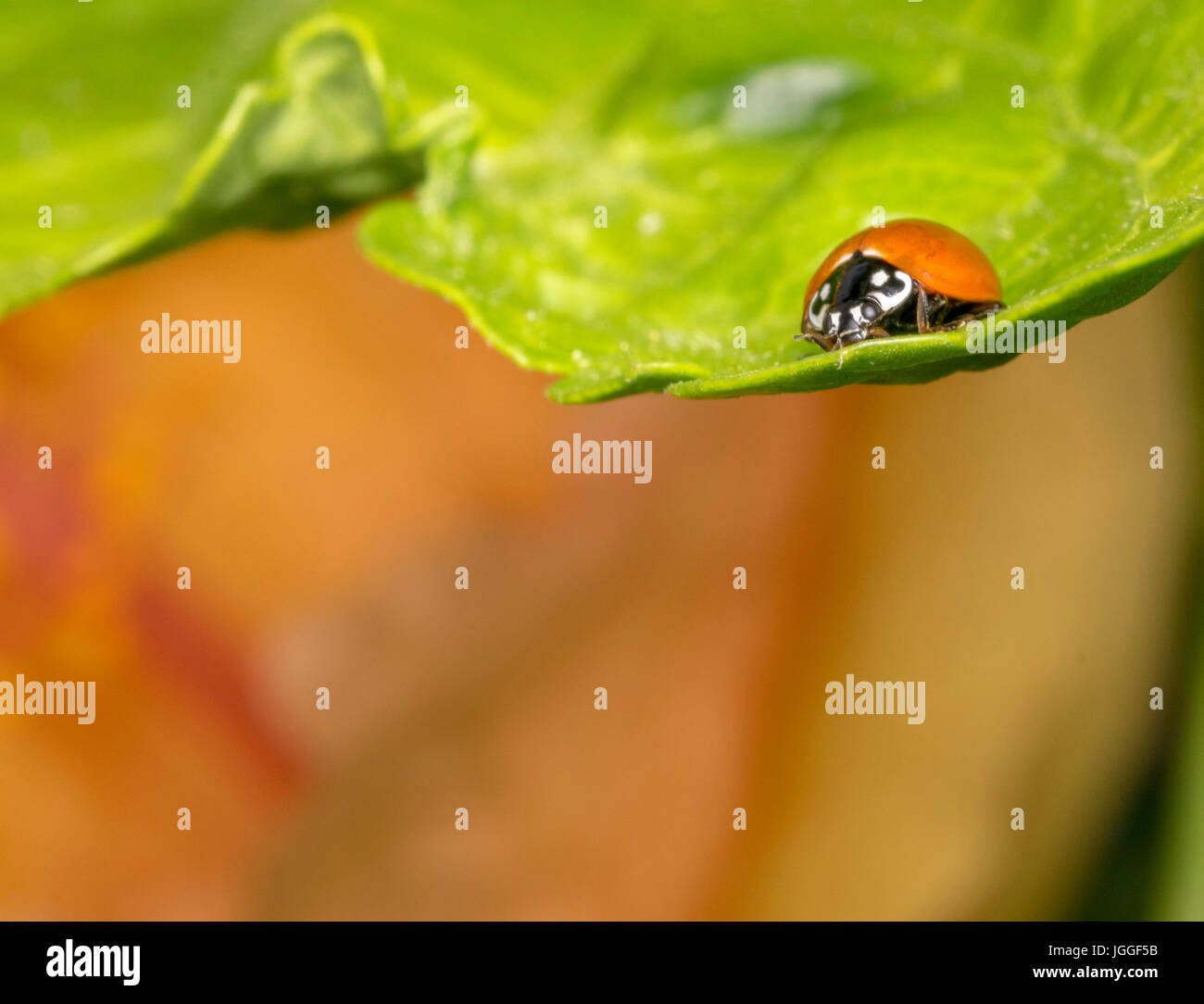 A lonely brown ladybug walking on a plant branch Stock Photo - Alamy