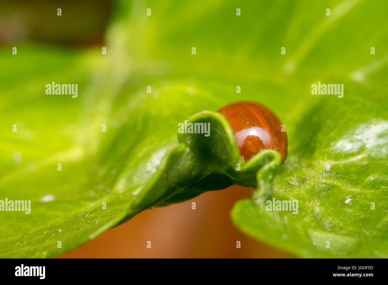 A lonely brown ladybug walking on a plant branch Stock Photo - Alamy