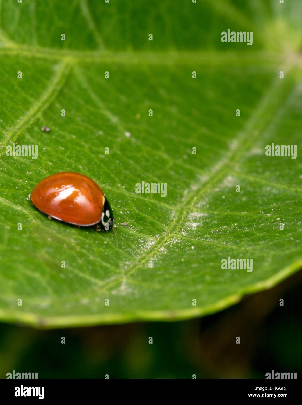 A lonely brown ladybug walking on a plant branch Stock Photo - Alamy