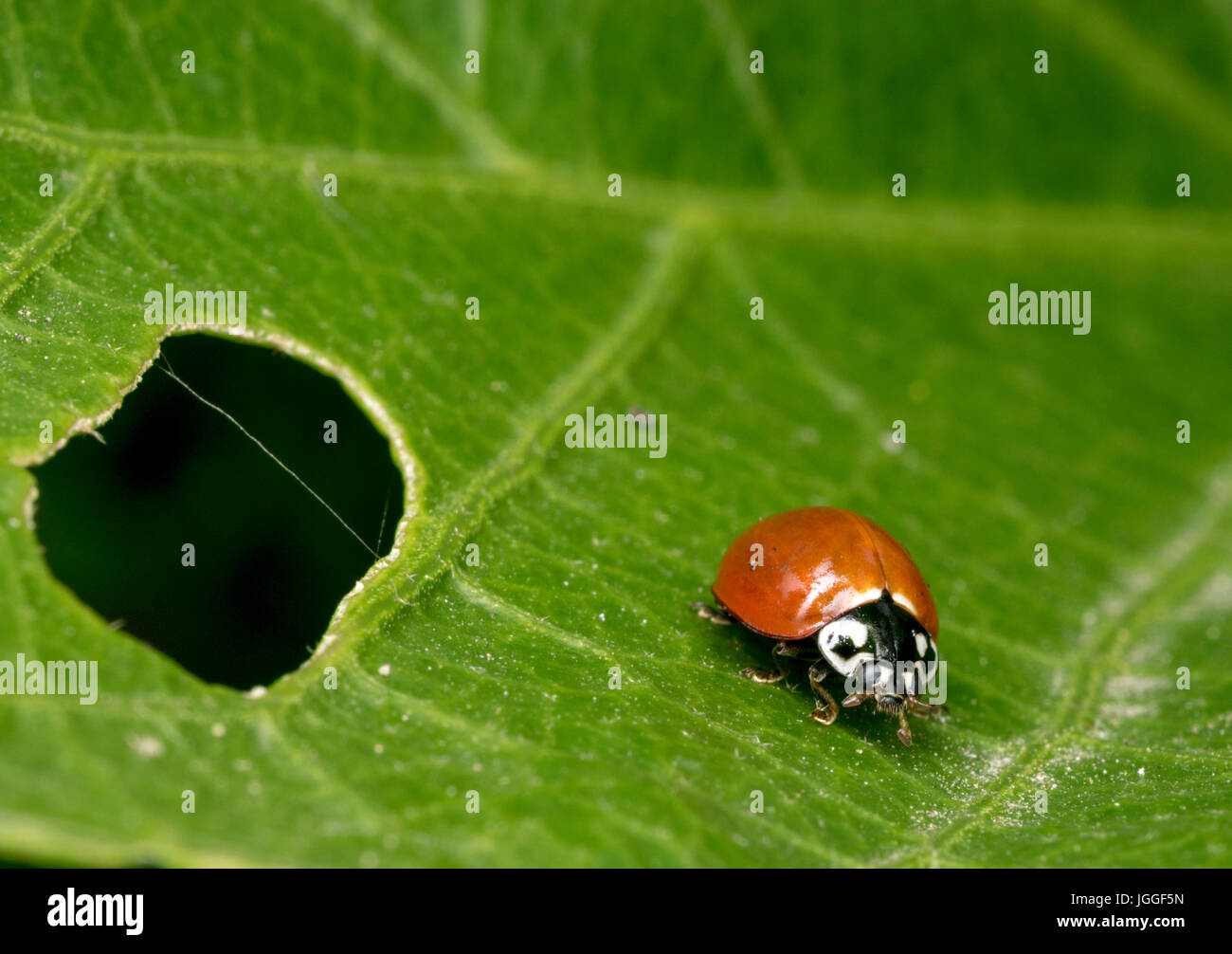 A lonely brown ladybug walking on a plant branch Stock Photo - Alamy
