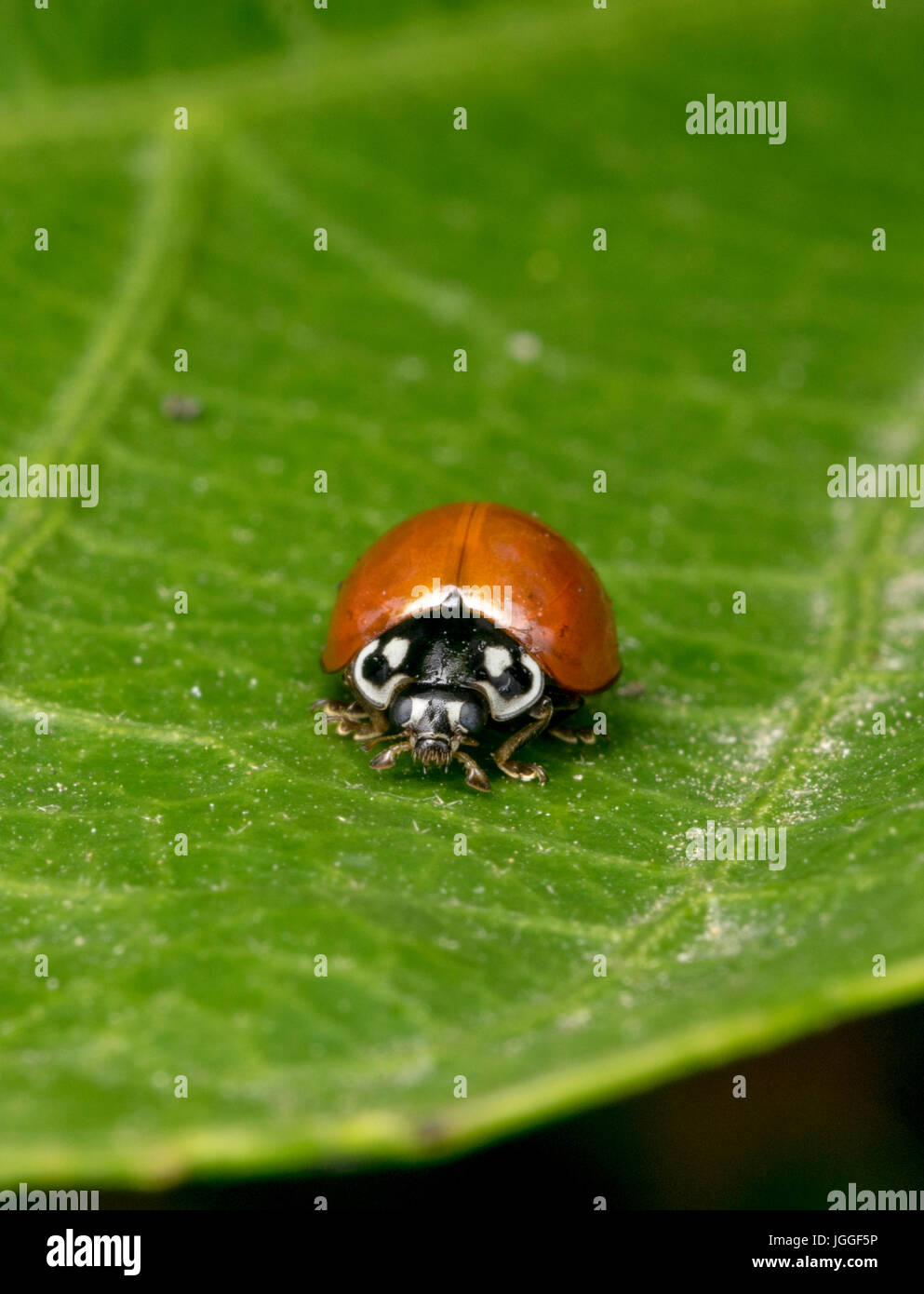 A lonely brown ladybug walking on a plant branch Stock Photo - Alamy