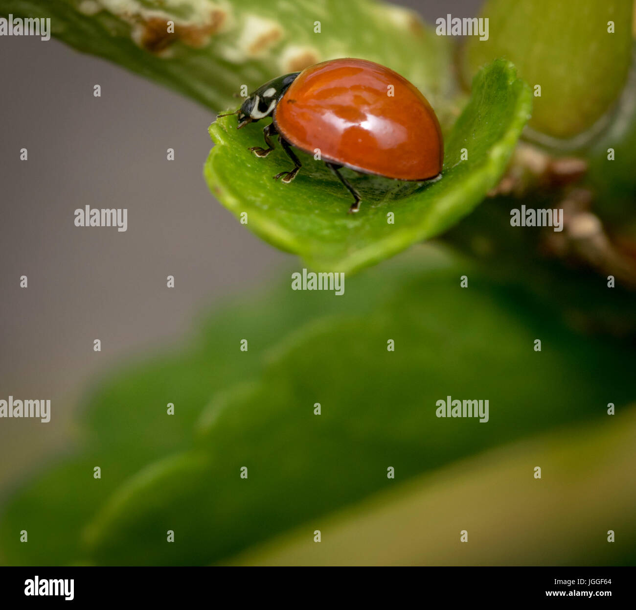 A lonely brown ladybug walking on a plant branch Stock Photo - Alamy