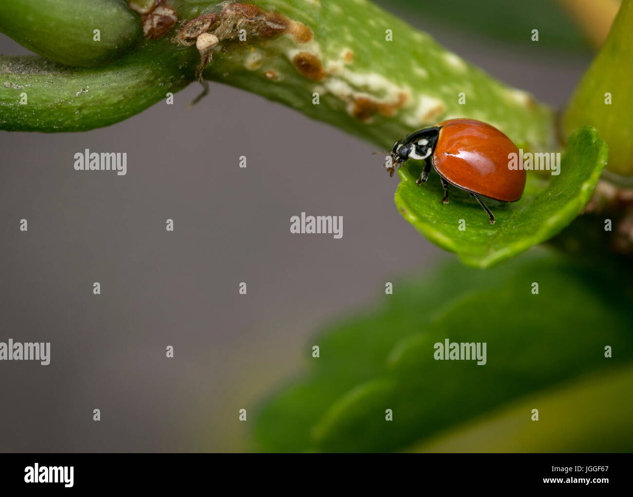A lonely brown ladybug walking on a plant branch Stock Photo - Alamy