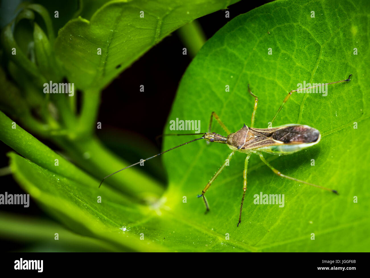 Alydidae insect on a plant leaf Stock Photo - Alamy
