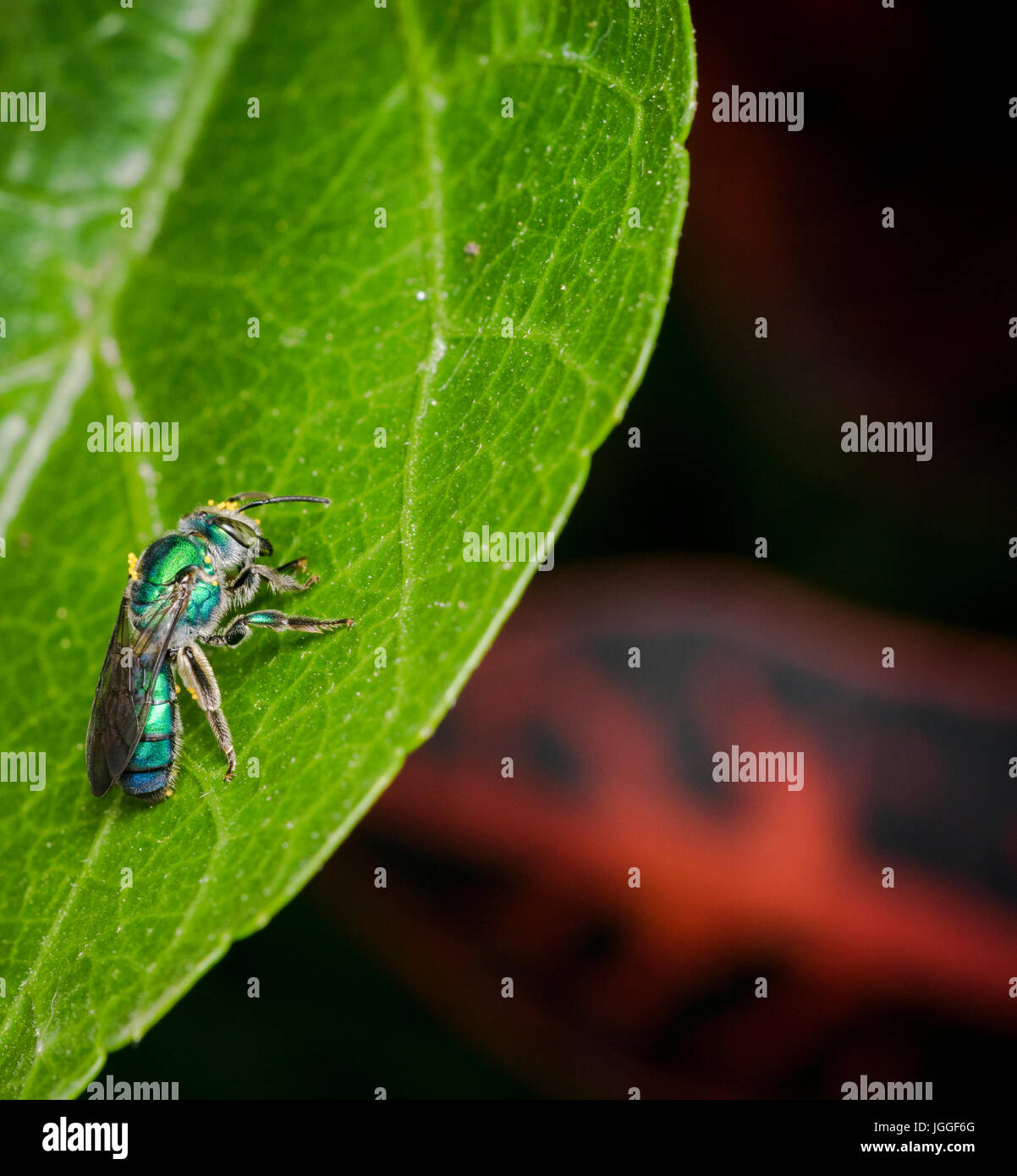 Cuckoo wasp on a plant leaf Stock Photo - Alamy