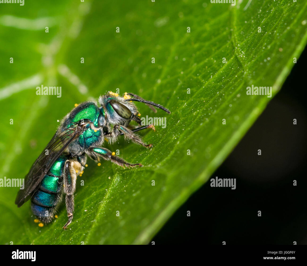 Ruby tailed jewel cuckoo hi-res stock photography and images - Alamy