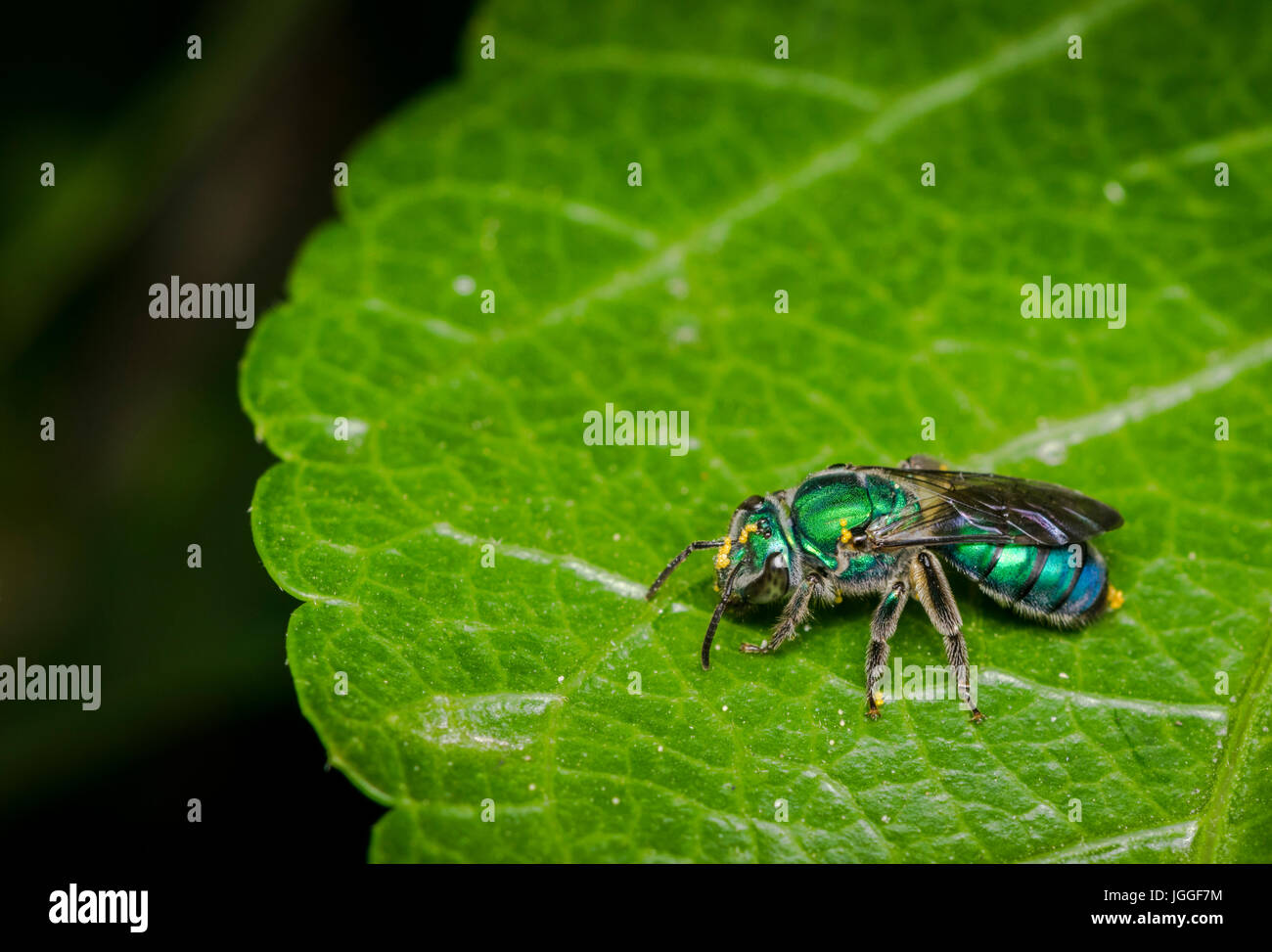 Ruby tailed jewel cuckoo hi-res stock photography and images - Alamy