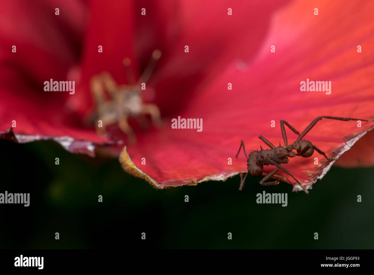 Ant head isolated hi-res stock photography and images - Alamy
