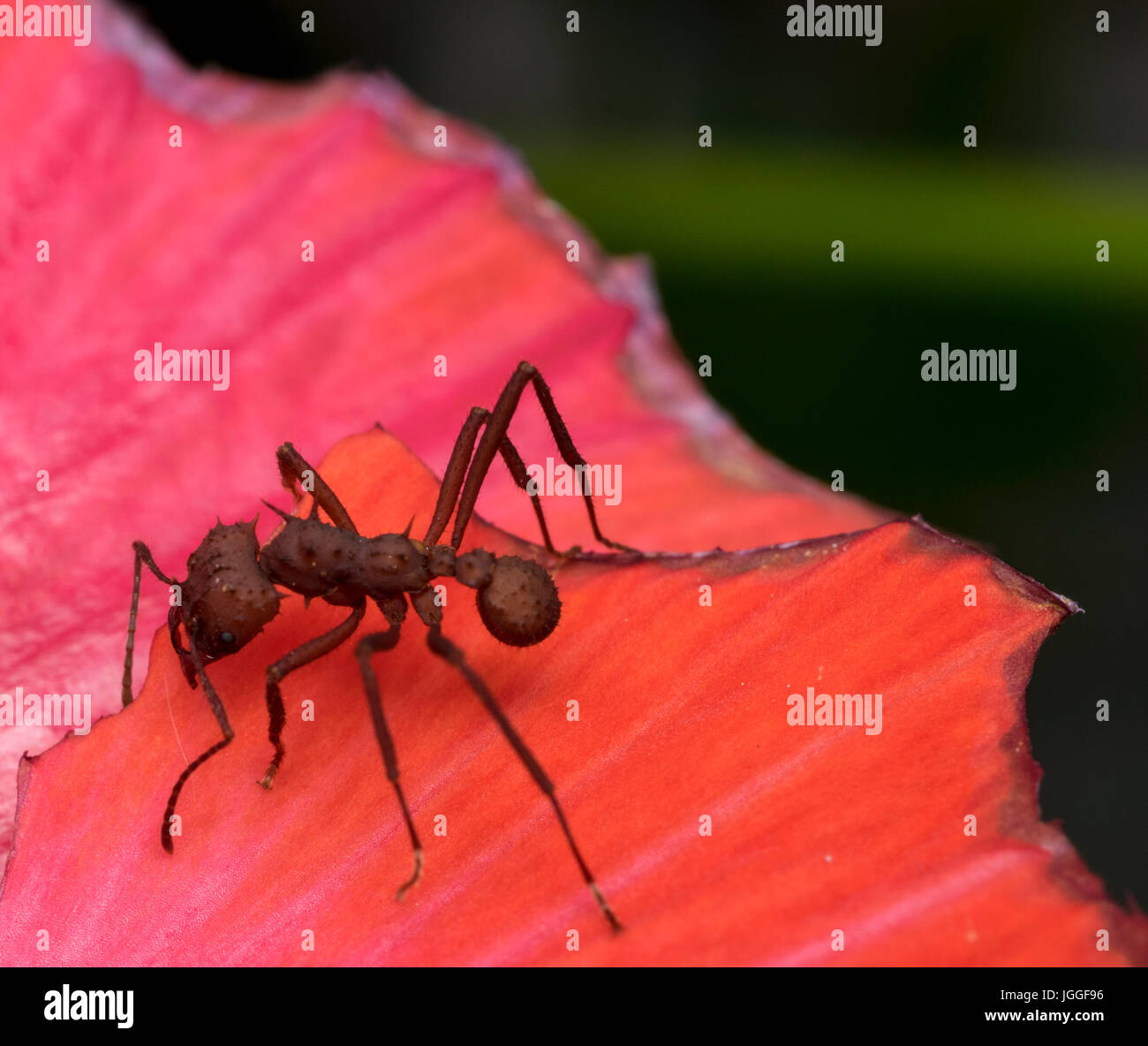 Ant eating close up hi-res stock photography and images - Alamy