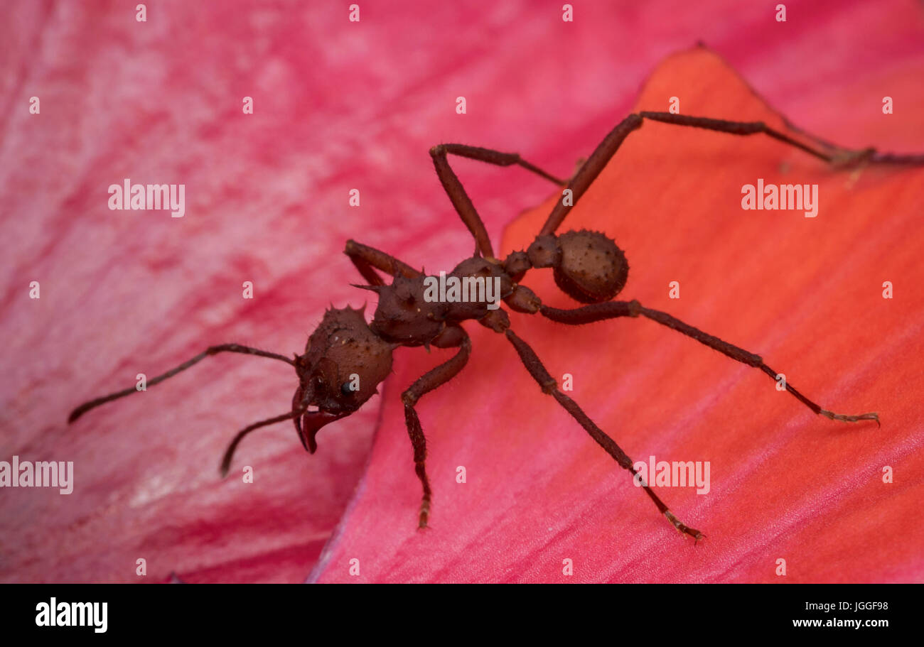 Ant red head hi-res stock photography and images - Alamy