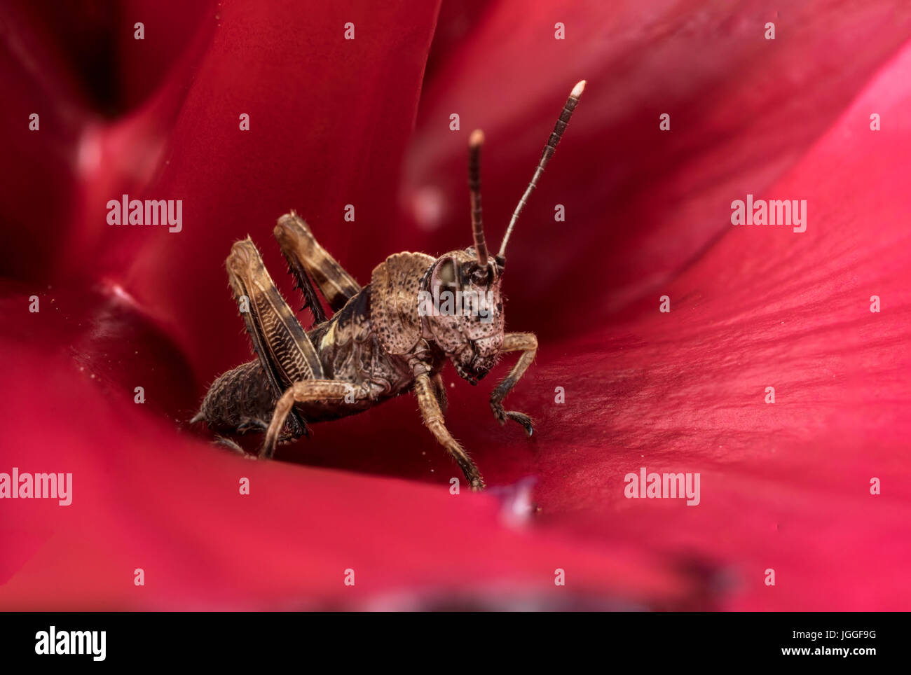 Red locust hi-res stock photography and images - Alamy