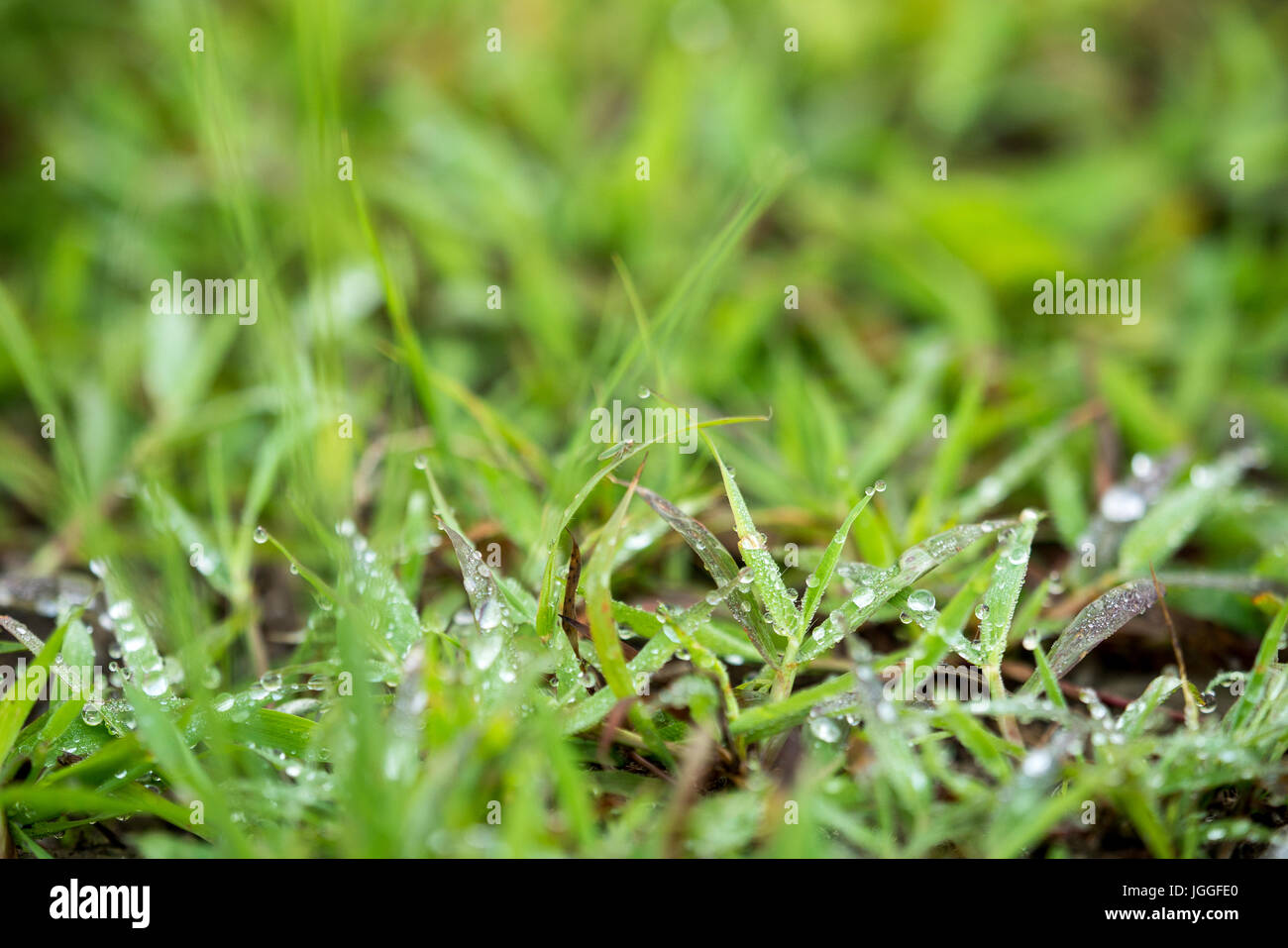rain drop on the leap Stock Photo - Alamy