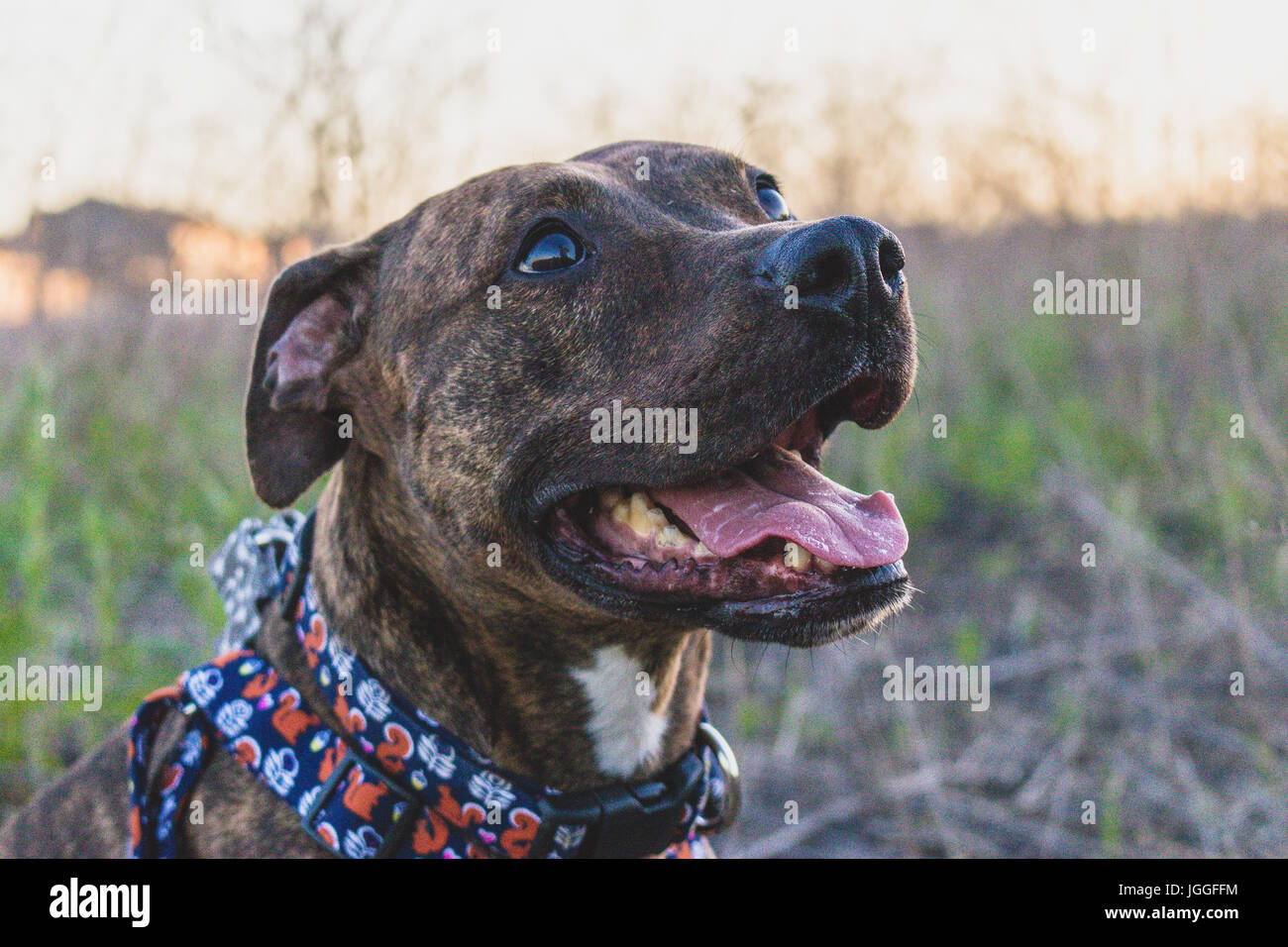 A family of friendly, happy pit bulls enjoying the summer weather and ...