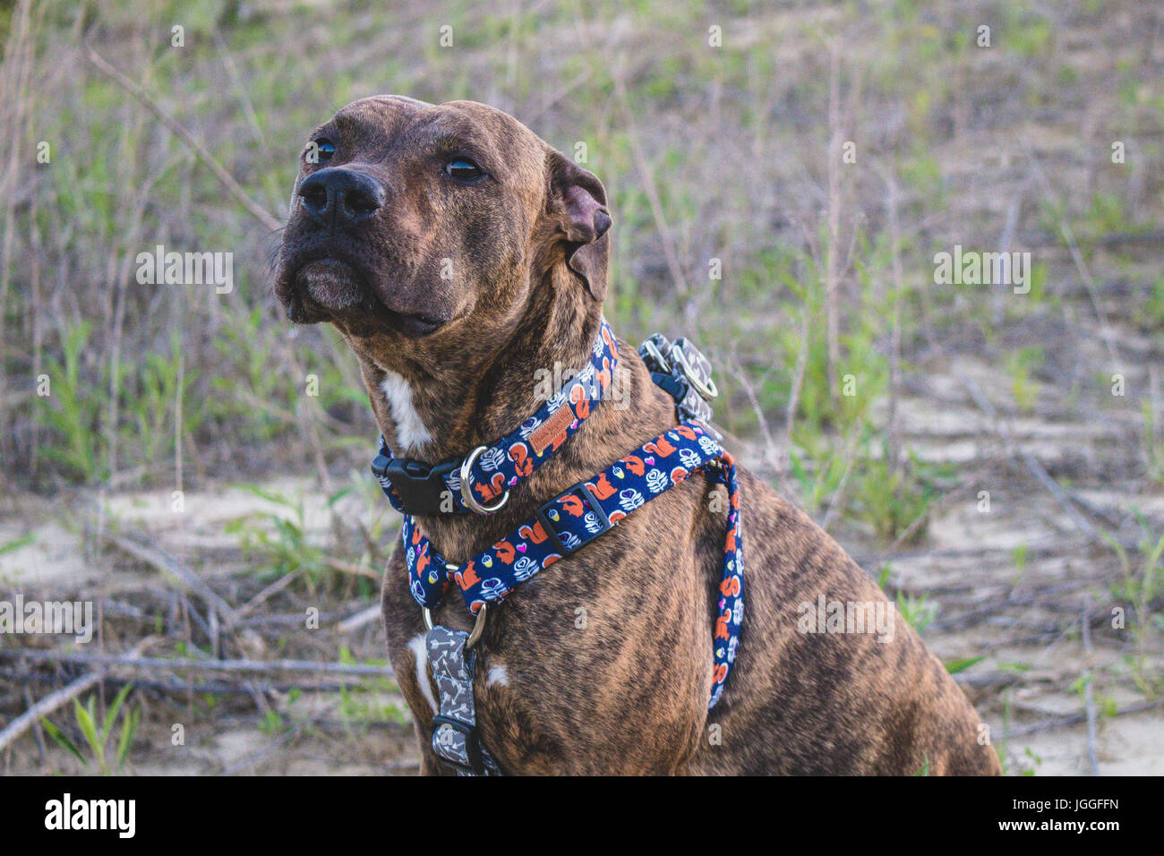 A family of friendly, happy pit bulls enjoying the summer weather and ...