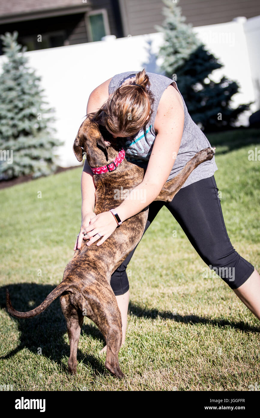 A family of friendly, happy pit bulls enjoying the summer weather and ...