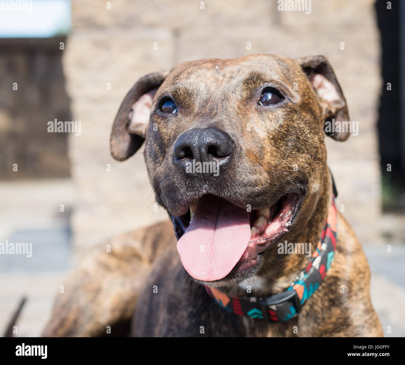 A family of friendly, happy pit bulls enjoying the summer weather and ...