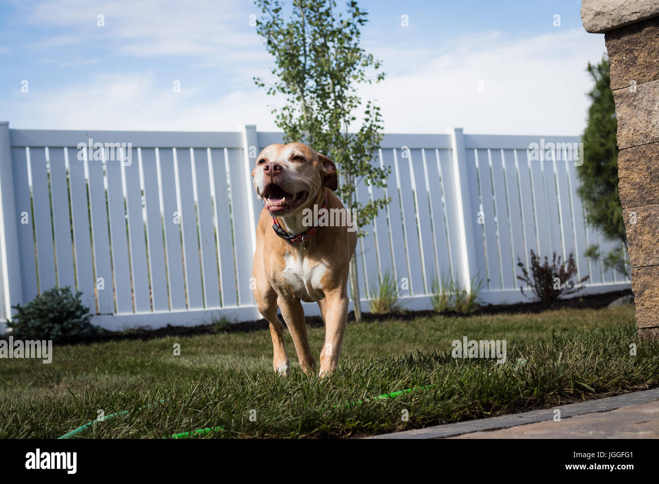 A family of friendly, happy pit bulls enjoying the summer weather and ...