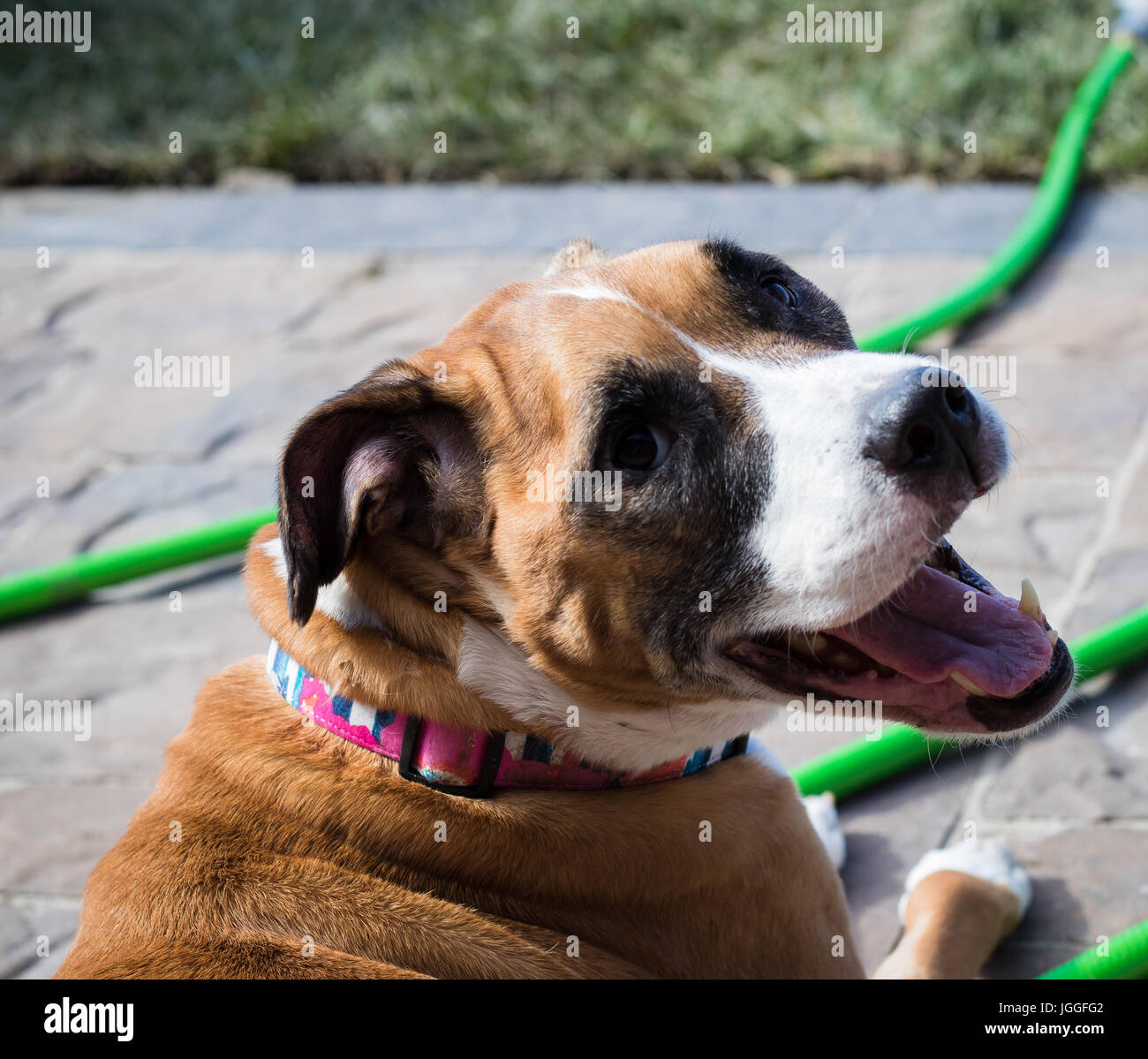 A family of friendly, happy pit bulls enjoying the summer weather and ...