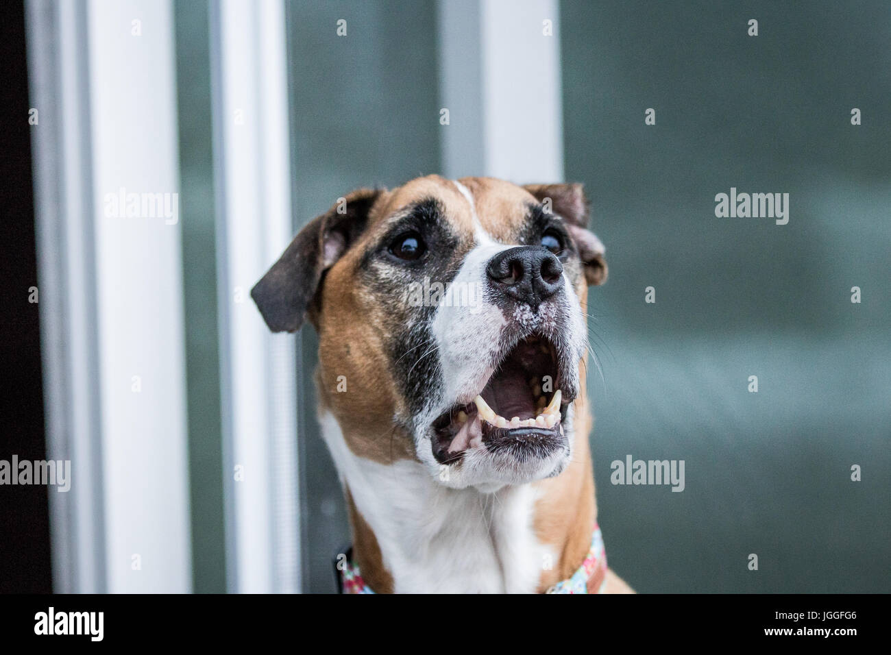 A family of friendly, happy pit bulls enjoying the summer weather and ...