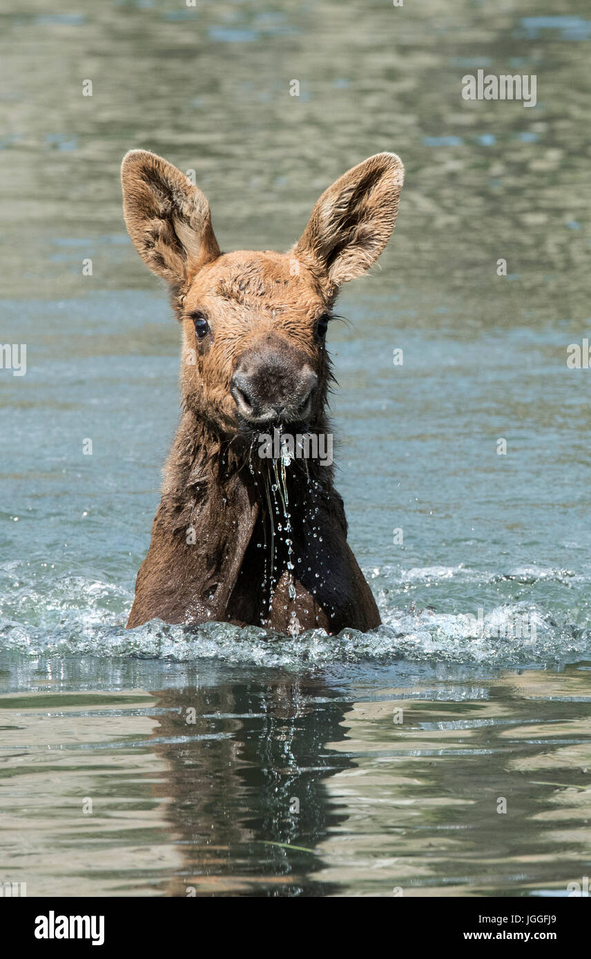Moose Calf, Spring, In Pond, Denali National Park, Alaska Stock Photo ...