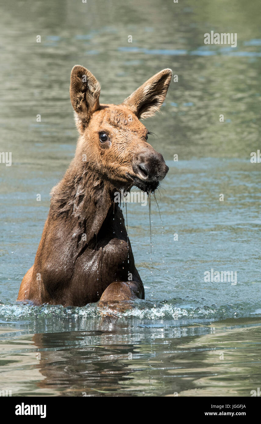 Moose swimming hi-res stock photography and images - Alamy