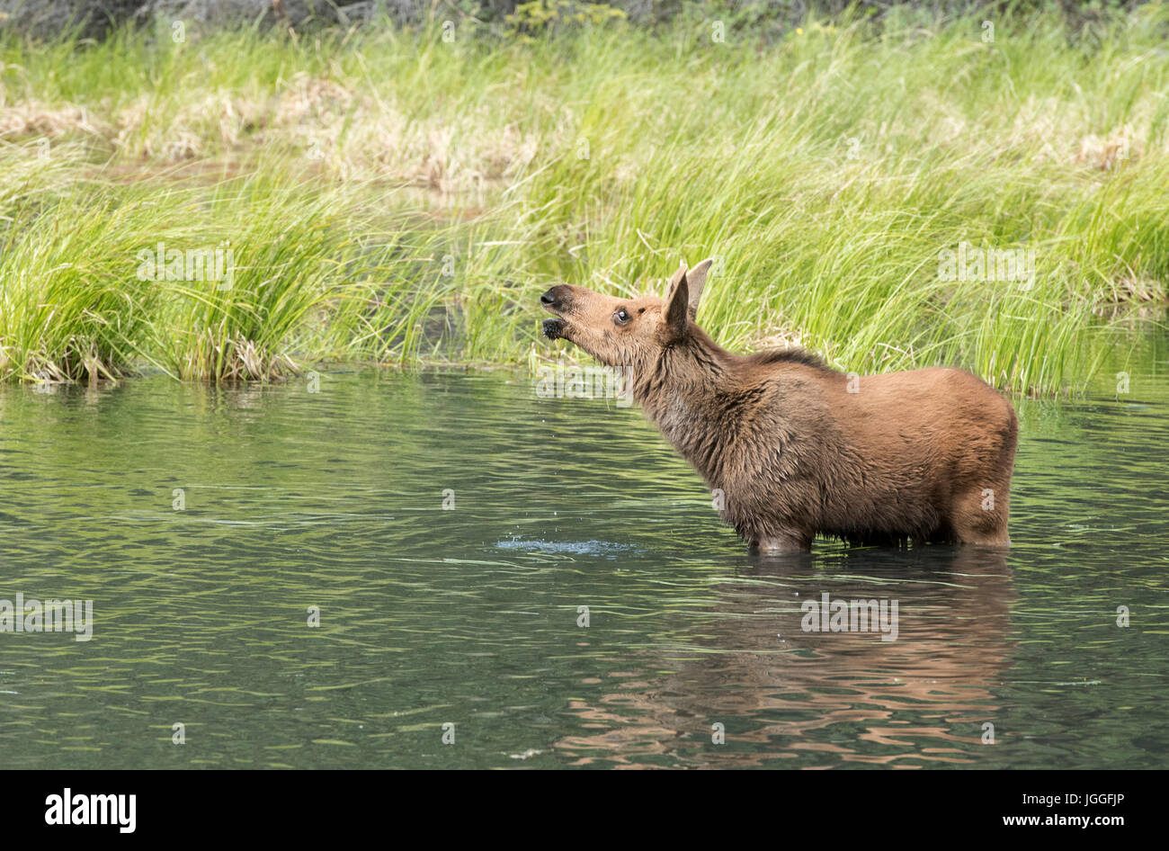 Moose Calf, Spring, In Pond, Denali National Park, Alaska Stock Photo ...