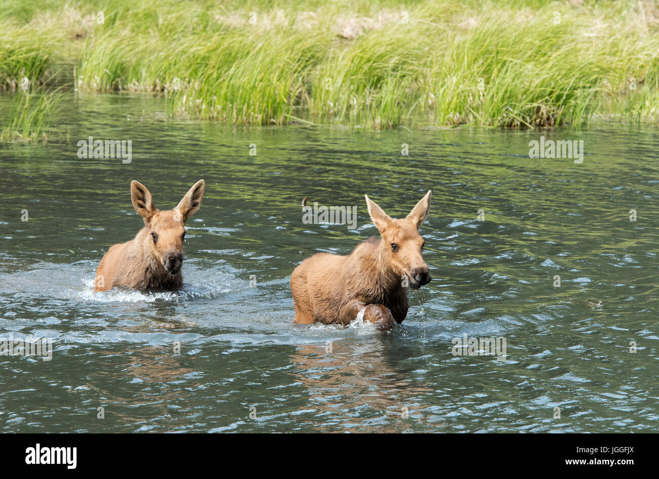 Moose swimming hi-res stock photography and images - Alamy